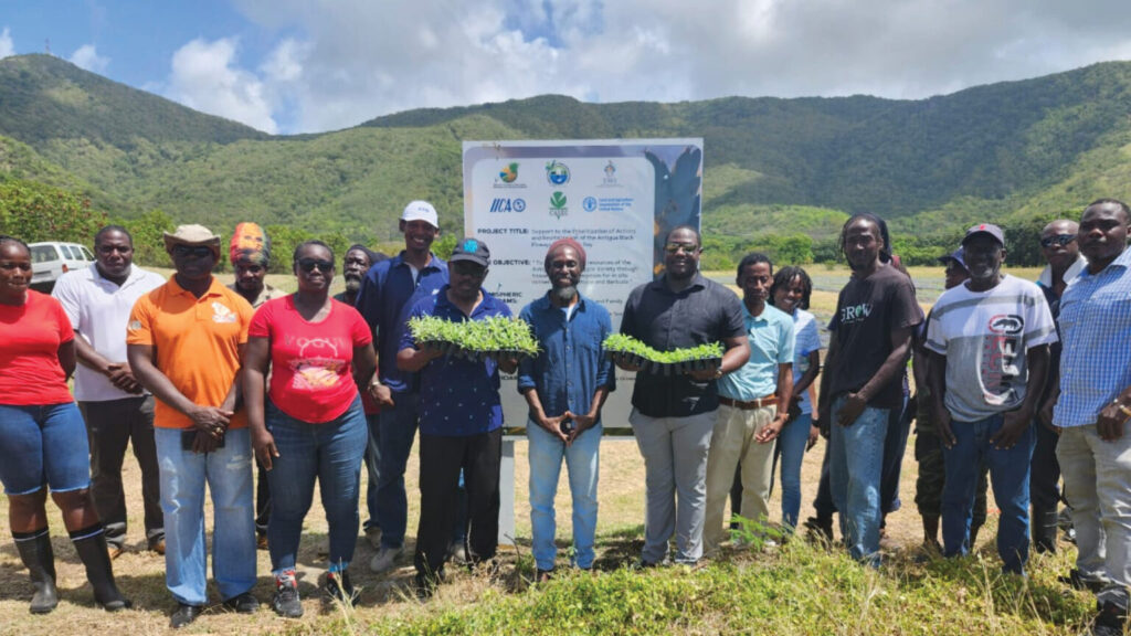 Antigua Black Pineapple project enters second phase - Antiguan Trumpet